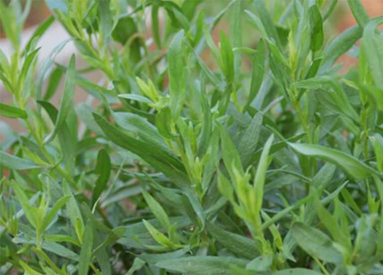 10 Herbs and Spices to Make Your Pickles Stand Out – Pickle Wiki